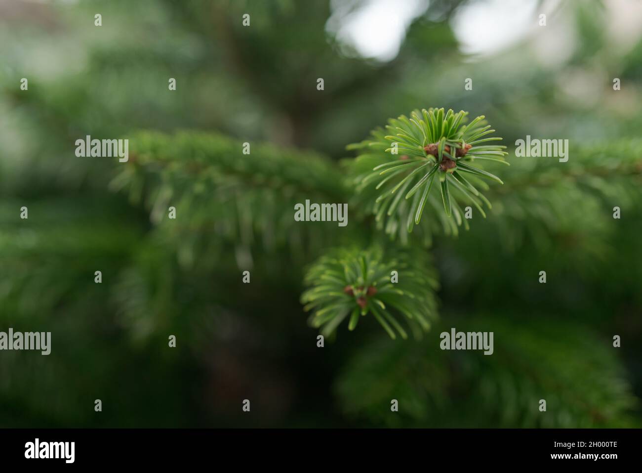 Closeup shot of spruce tree indoor, ready to be decorated as a ...