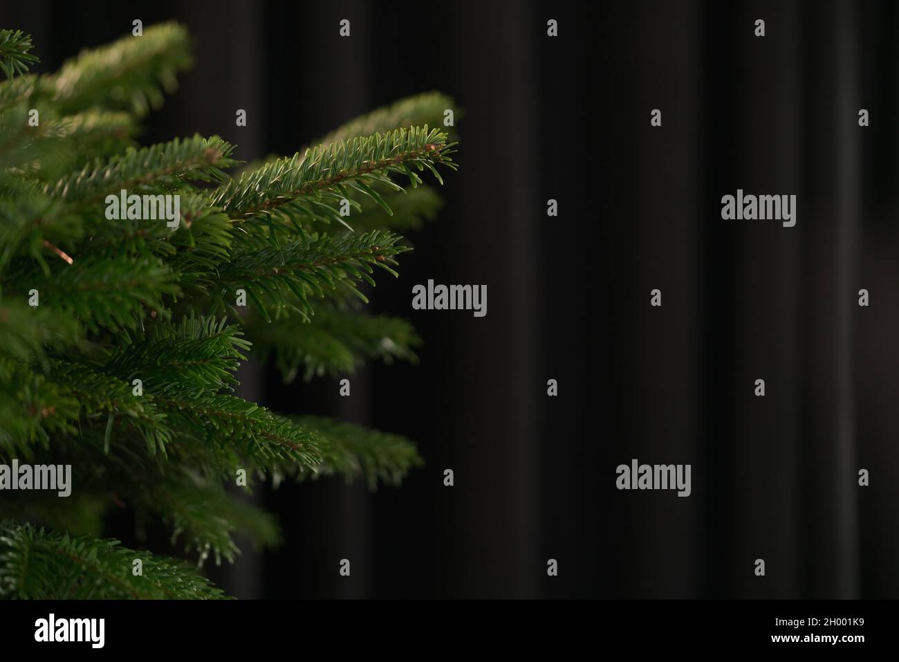 Closeup shot of spruce tree indoor, ready to be decorated as a ...