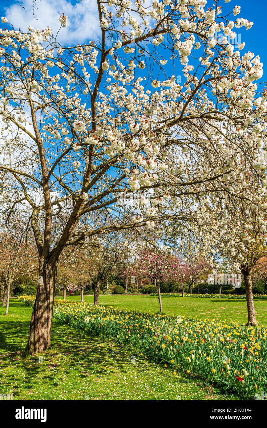 Spring natural background. Cherry Blossoms During Spring Stock Photo ...