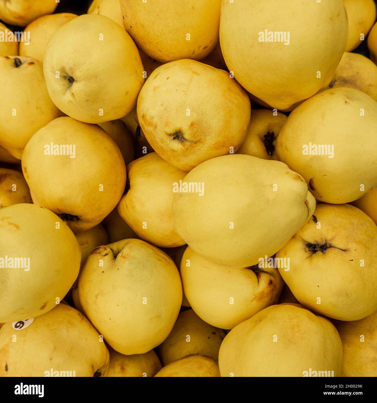Harvest ripe quinces collected in boxes Stock Photo - Alamy