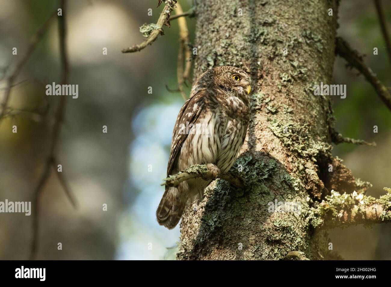 Eurasian pygmy owl, Glaucidium passerinum sitting on an European spruce ...