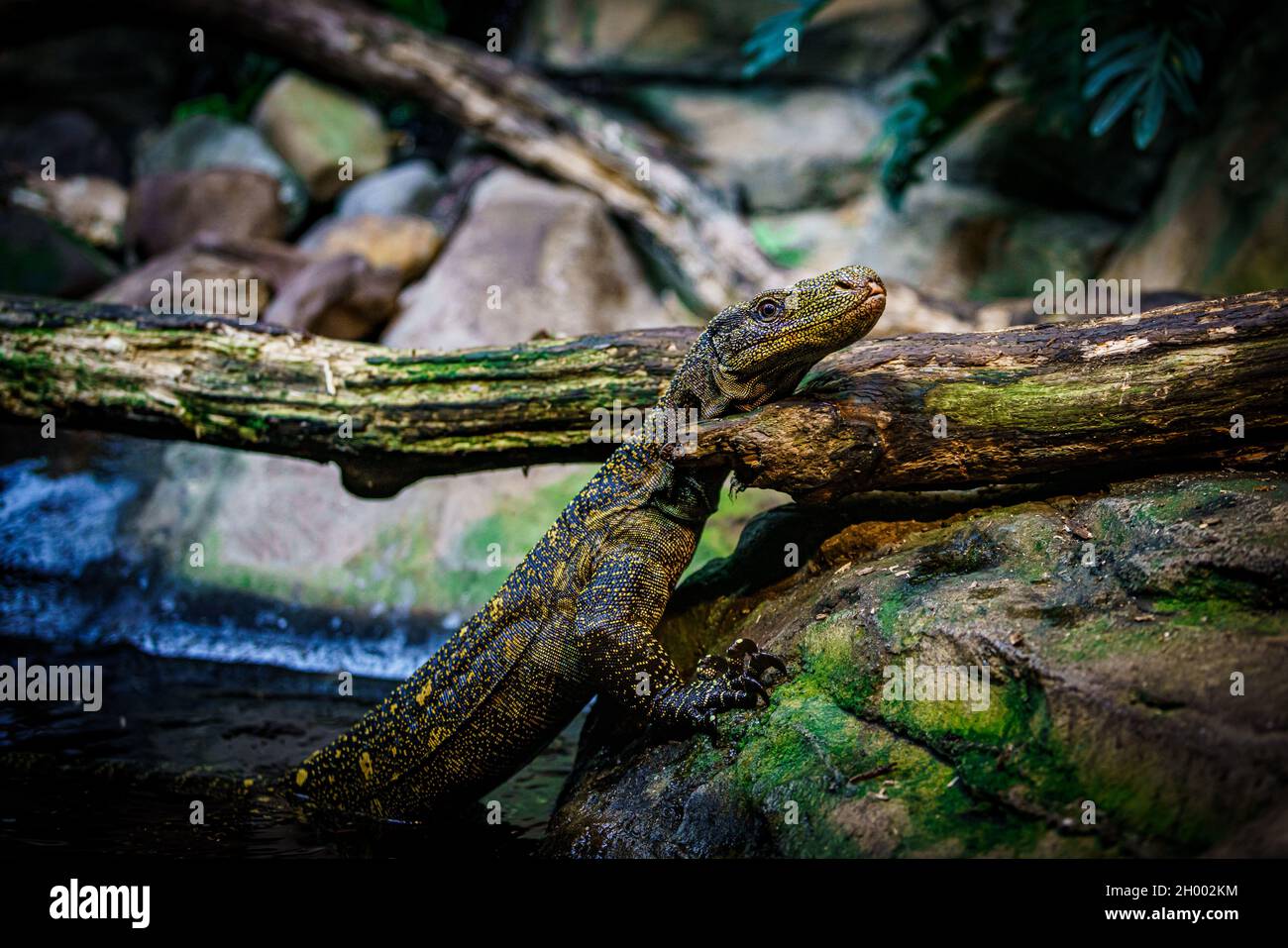 Komodo dragon in the beautiful nature habitat. Monitor lizard Stock ...