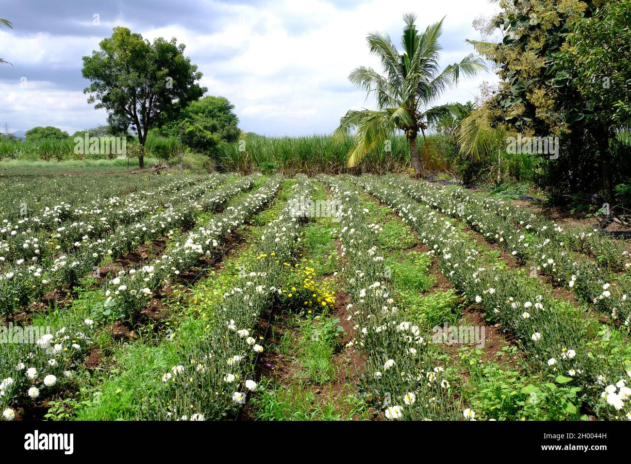 Flowers farming india hi-res stock photography and images - Alamy