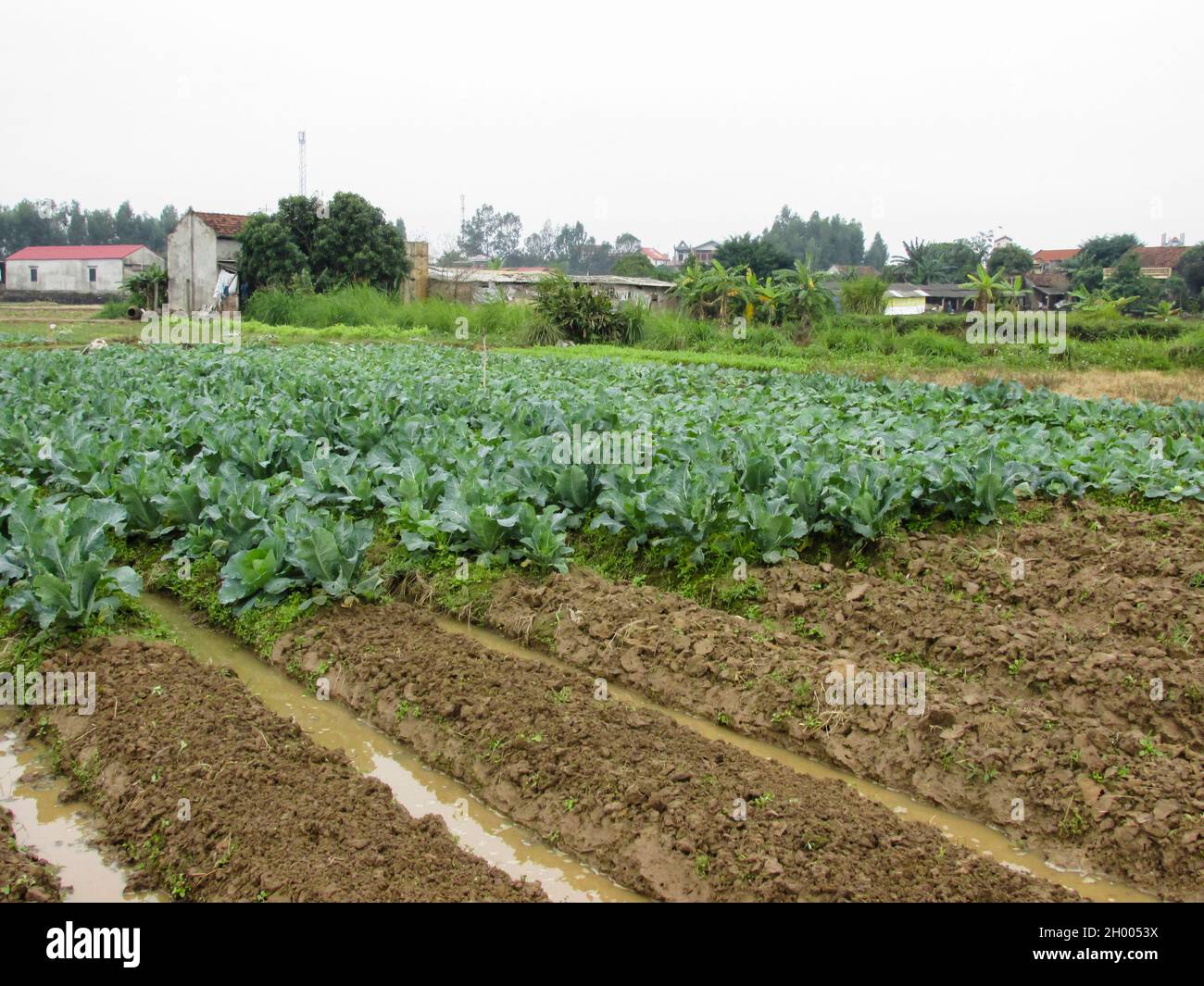 Cauliflower plantation hi-res stock photography and images - Alamy