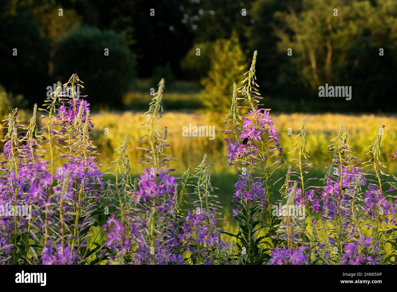 A group of Fireweed, Epilobium angustifolium blooming on a summery ...