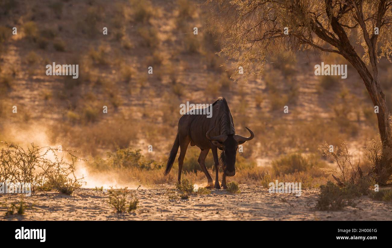 Angry Blue wildebeest scratching ground in backlit at dawn in Kgalagadi ...