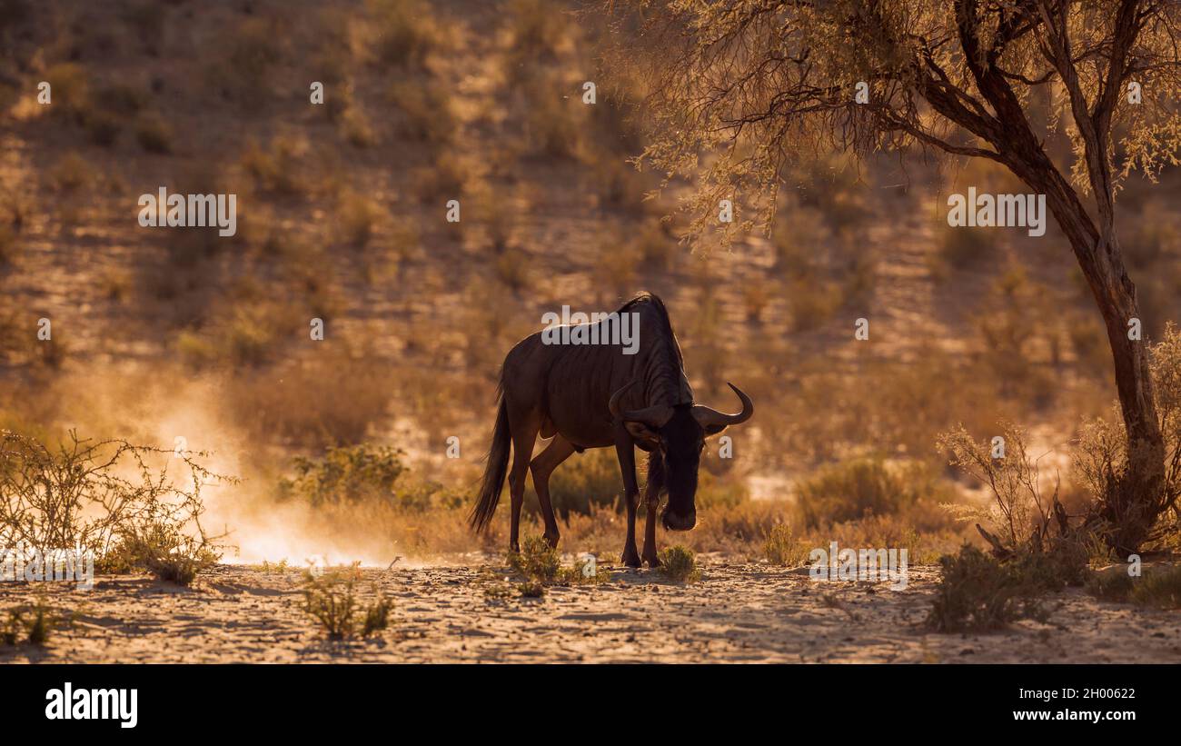 Angry Blue wildebeest scratching ground in backlit at dawn in Kgalagadi ...