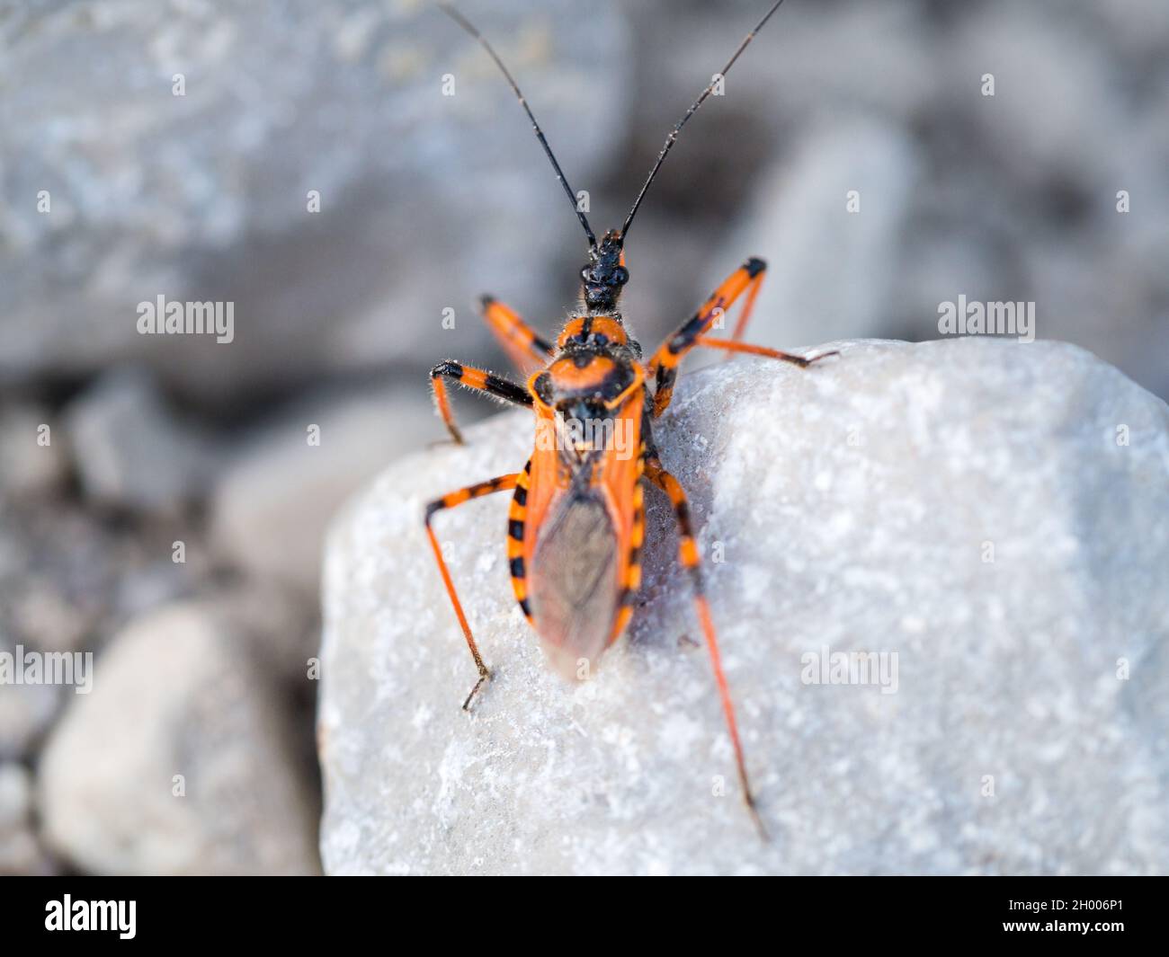 An orange insect on a stone surface Stock Photo - Alamy