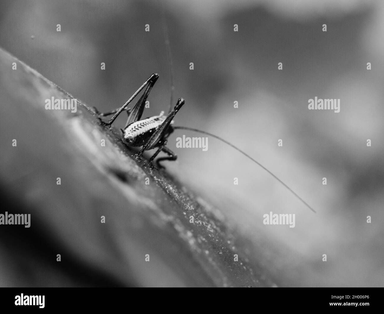 A grayscale shot of a grasshopper on a stone surface Stock Photo - Alamy