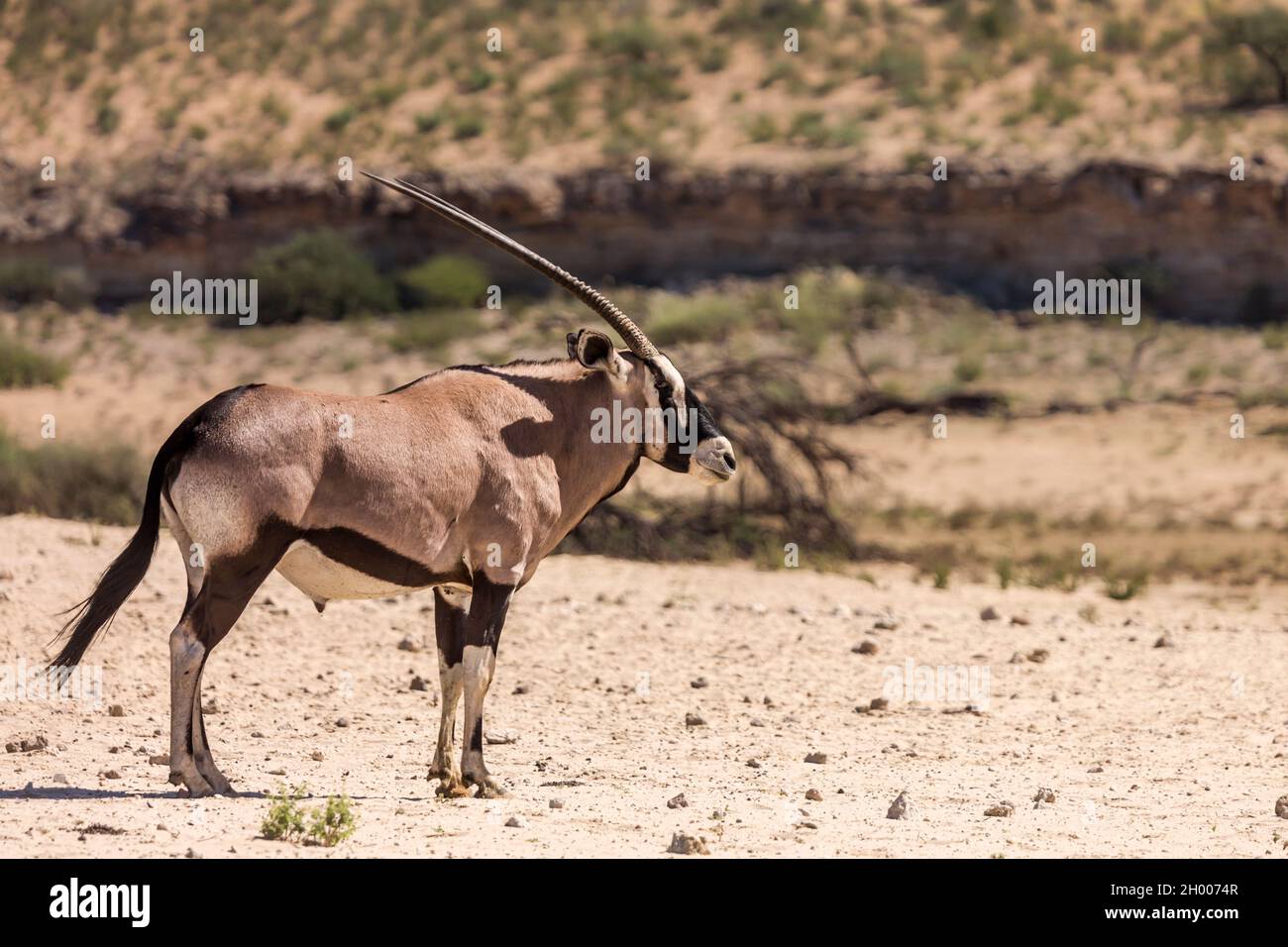 South African Oryx standing in desert area in Kgalagadi transfrontier ...