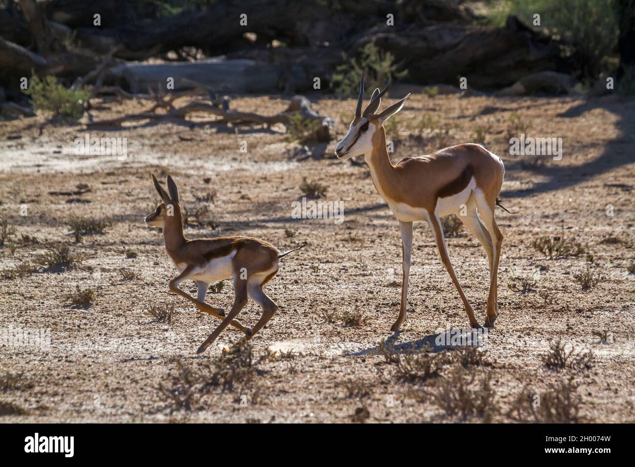 Springbok mother an calf running in Kgalagari transfrontier park, South ...