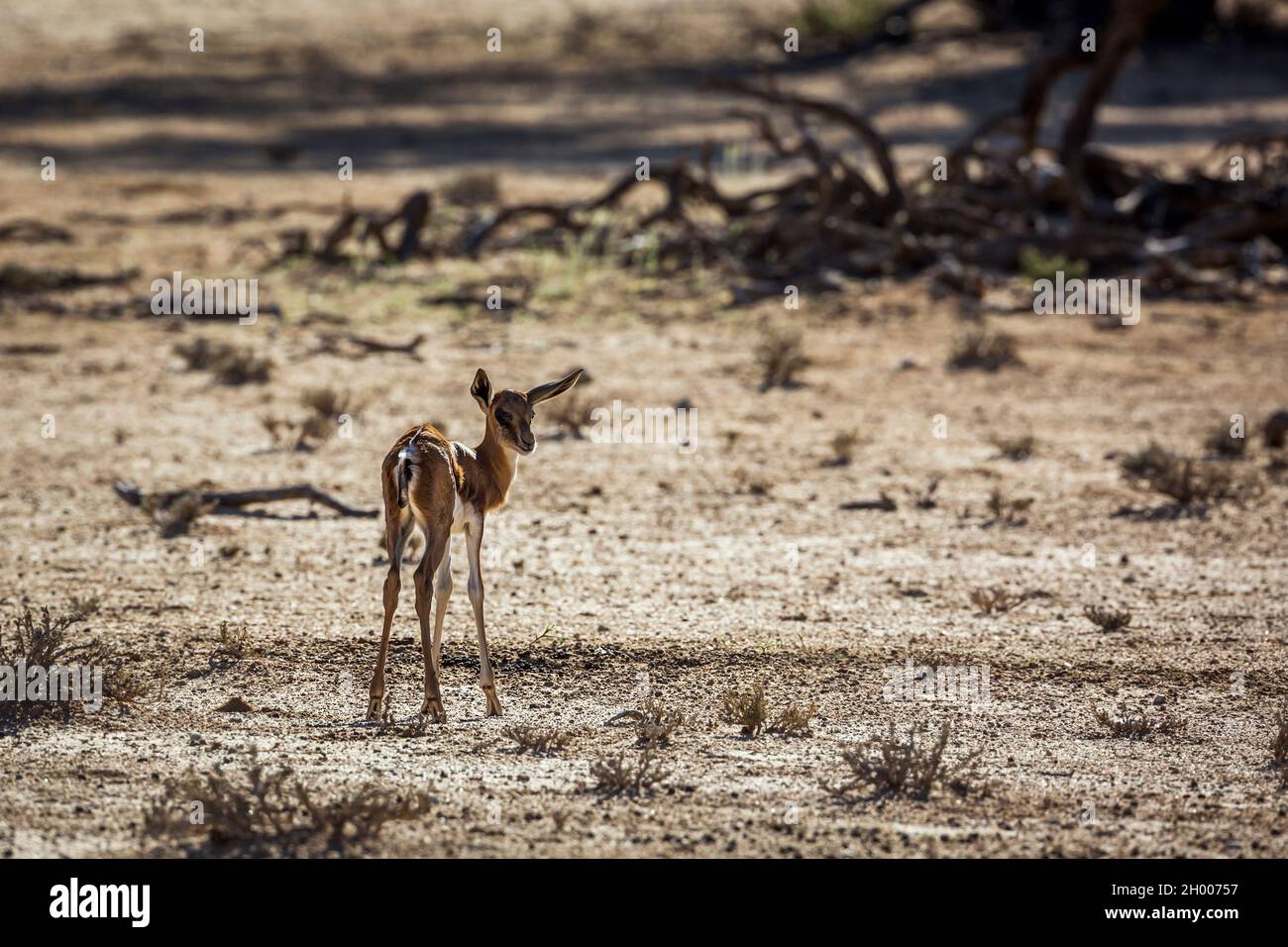 Baby Springbok alone in desert area in Kgalagari transfrontier park ...