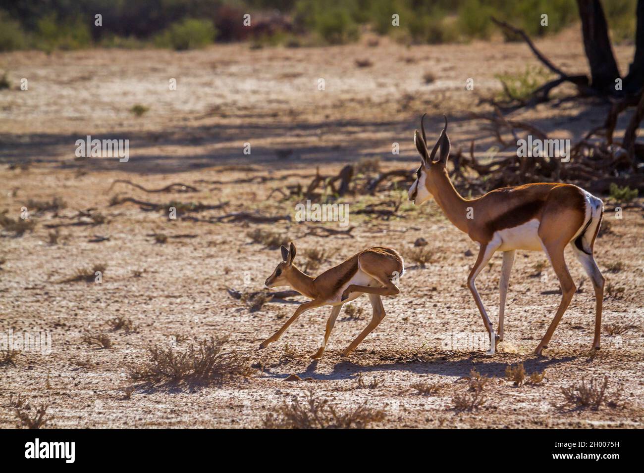 Springbok mother an calf running in Kgalagari transfrontier park, South ...