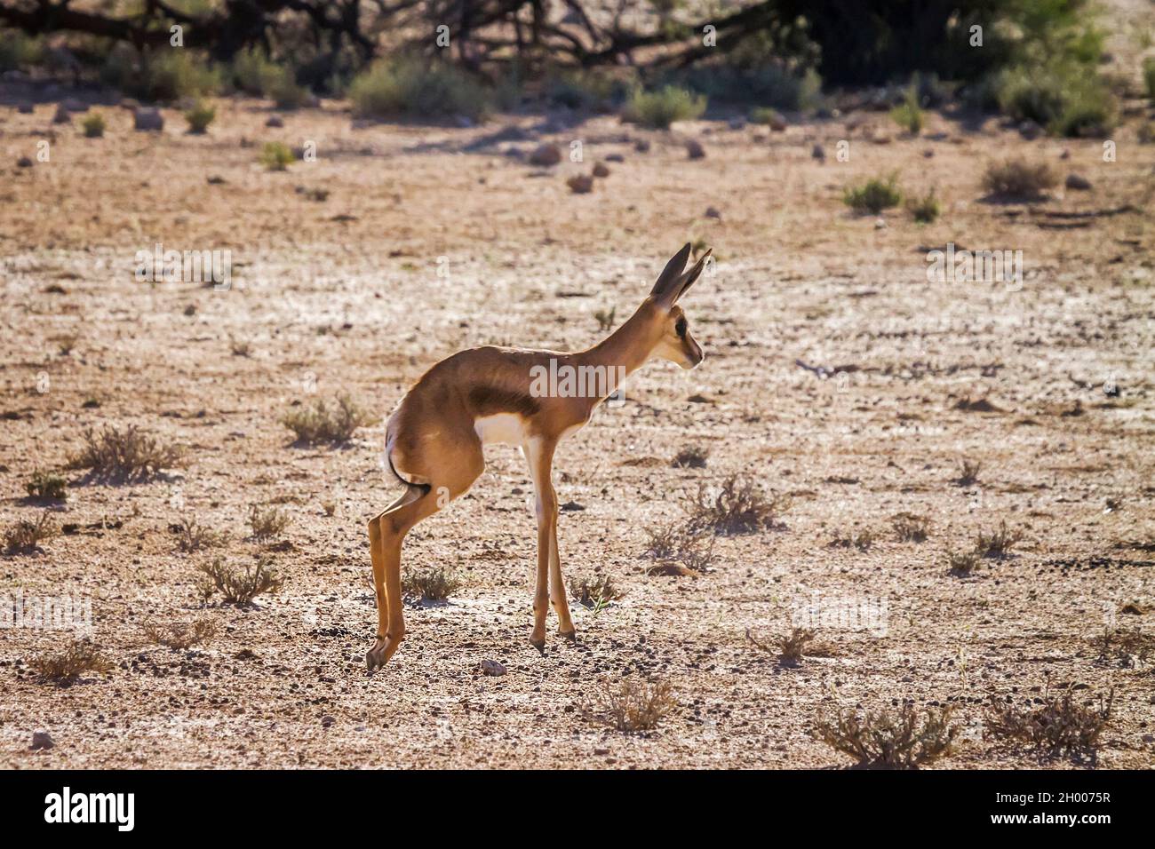 Baby Springbok jumping and running in Kgalagari transfrontier park ...