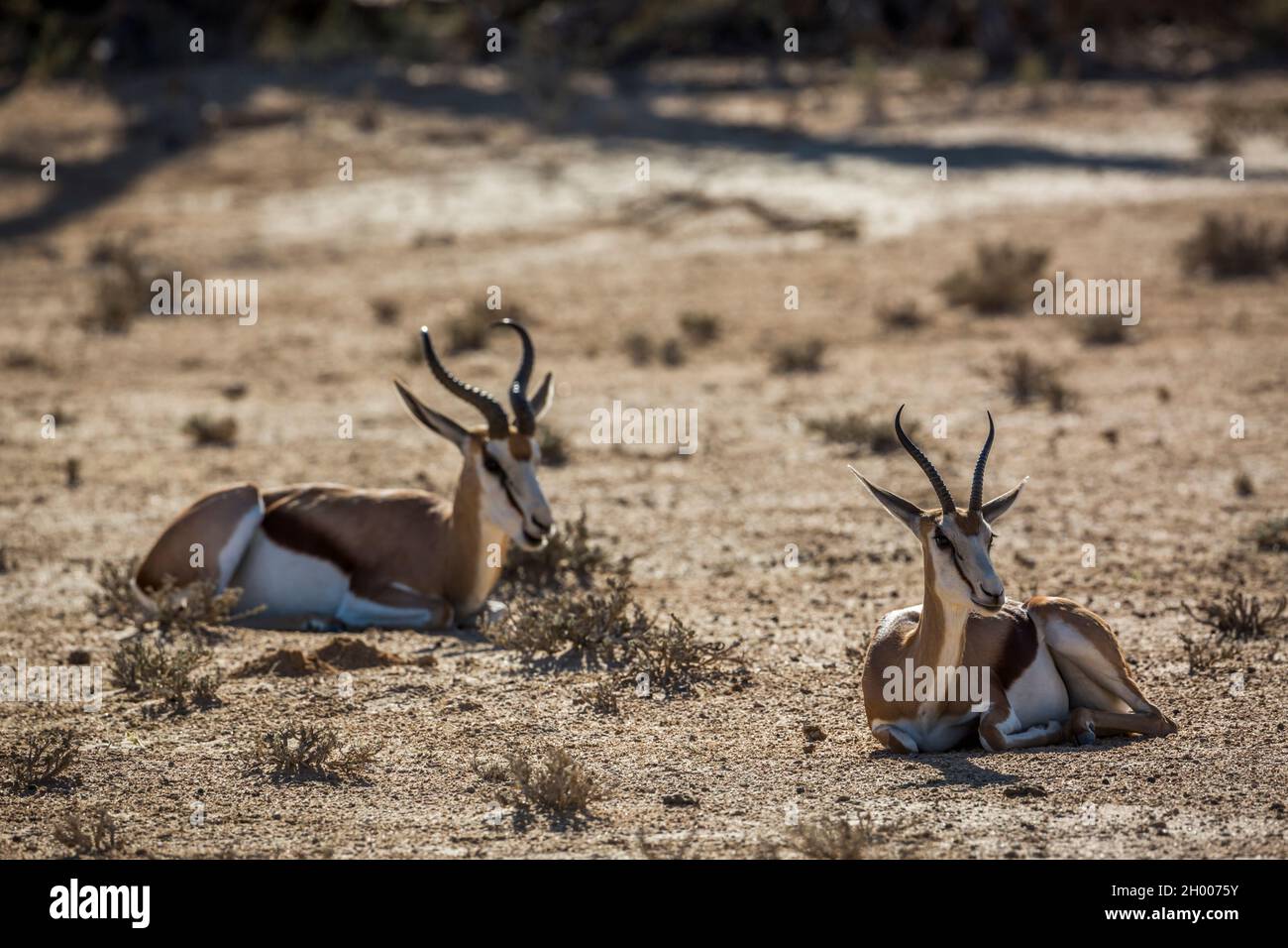 Two Springbok lying down ruminating in desert area in Kgalagari ...