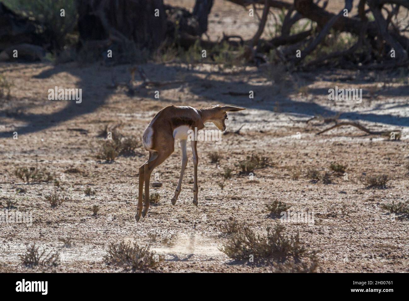 Baby Springbok jumping and running in Kgalagari transfrontier park ...