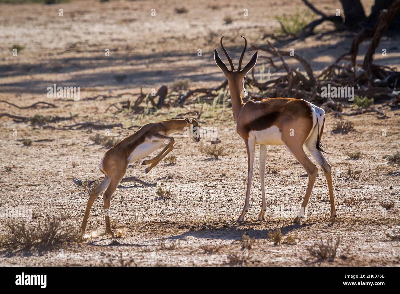 Springbok mother an calf running in Kgalagari transfrontier park, South ...