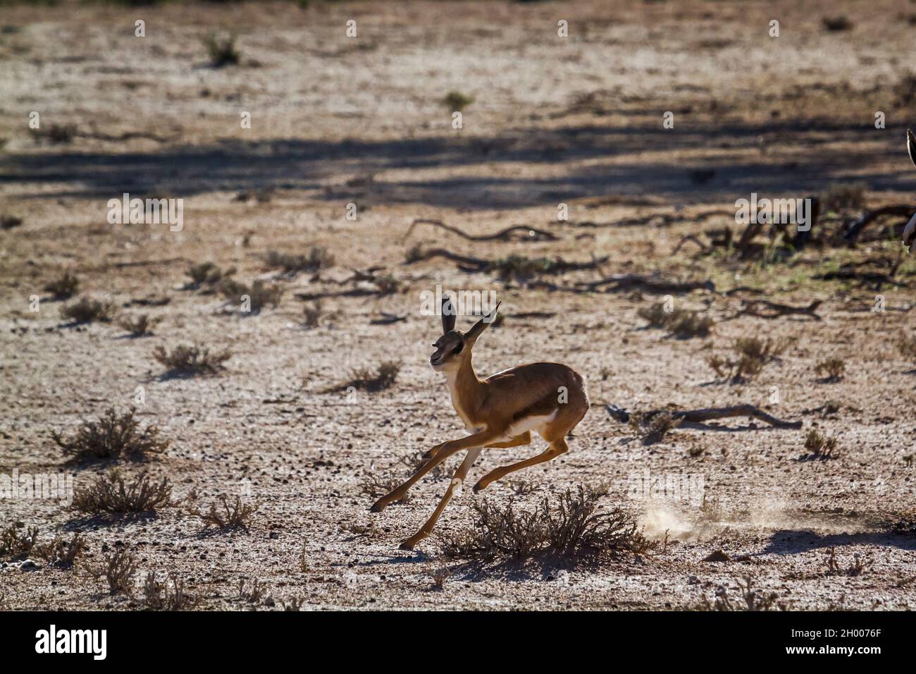 Baby Springbok jumping and running in Kgalagari transfrontier park ...