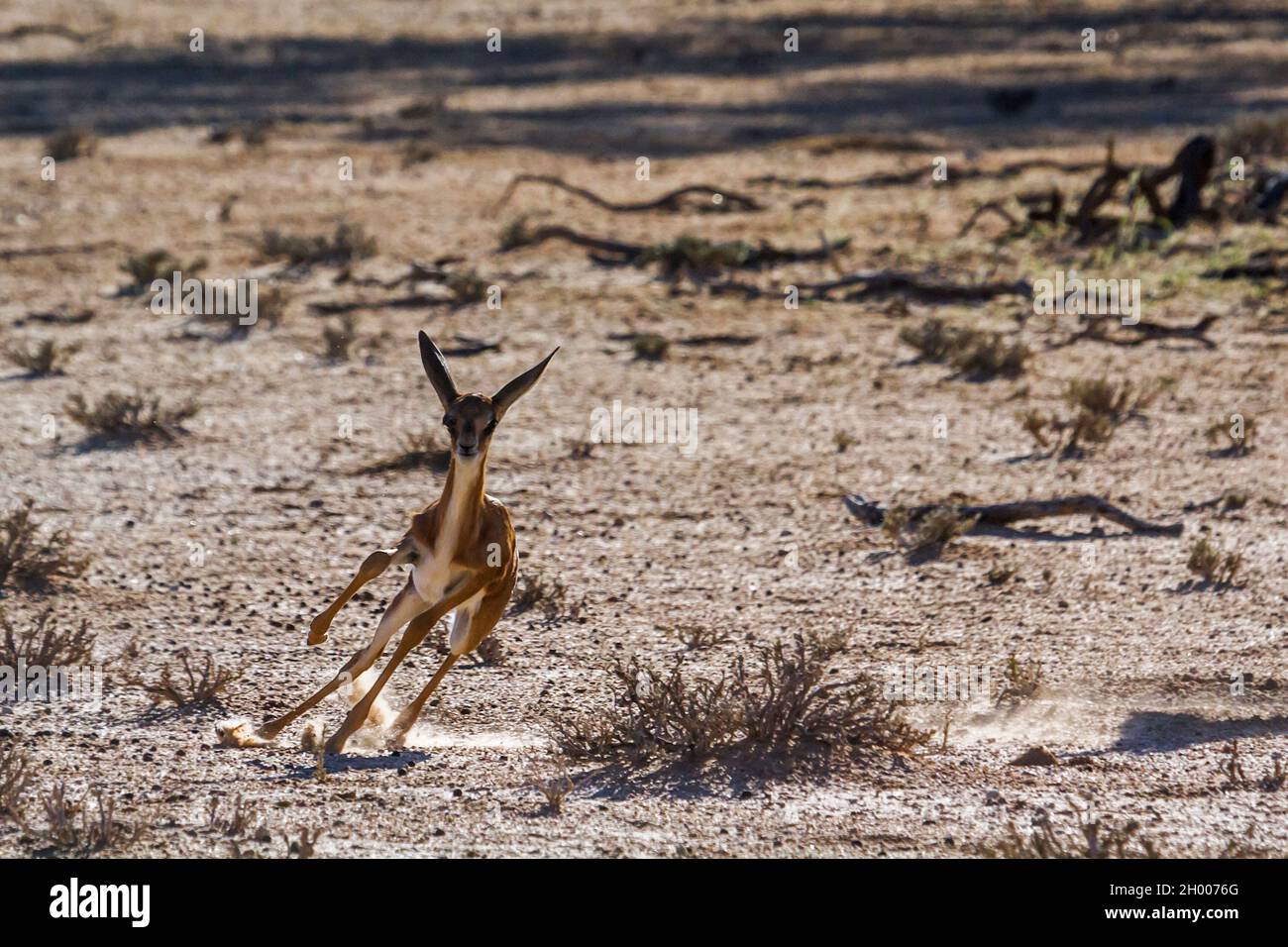 Baby Springbok jumping and running in Kgalagari transfrontier park ...