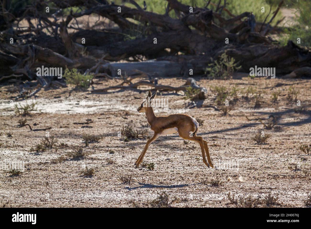 Baby Springbok jumping and running in Kgalagari transfrontier park ...