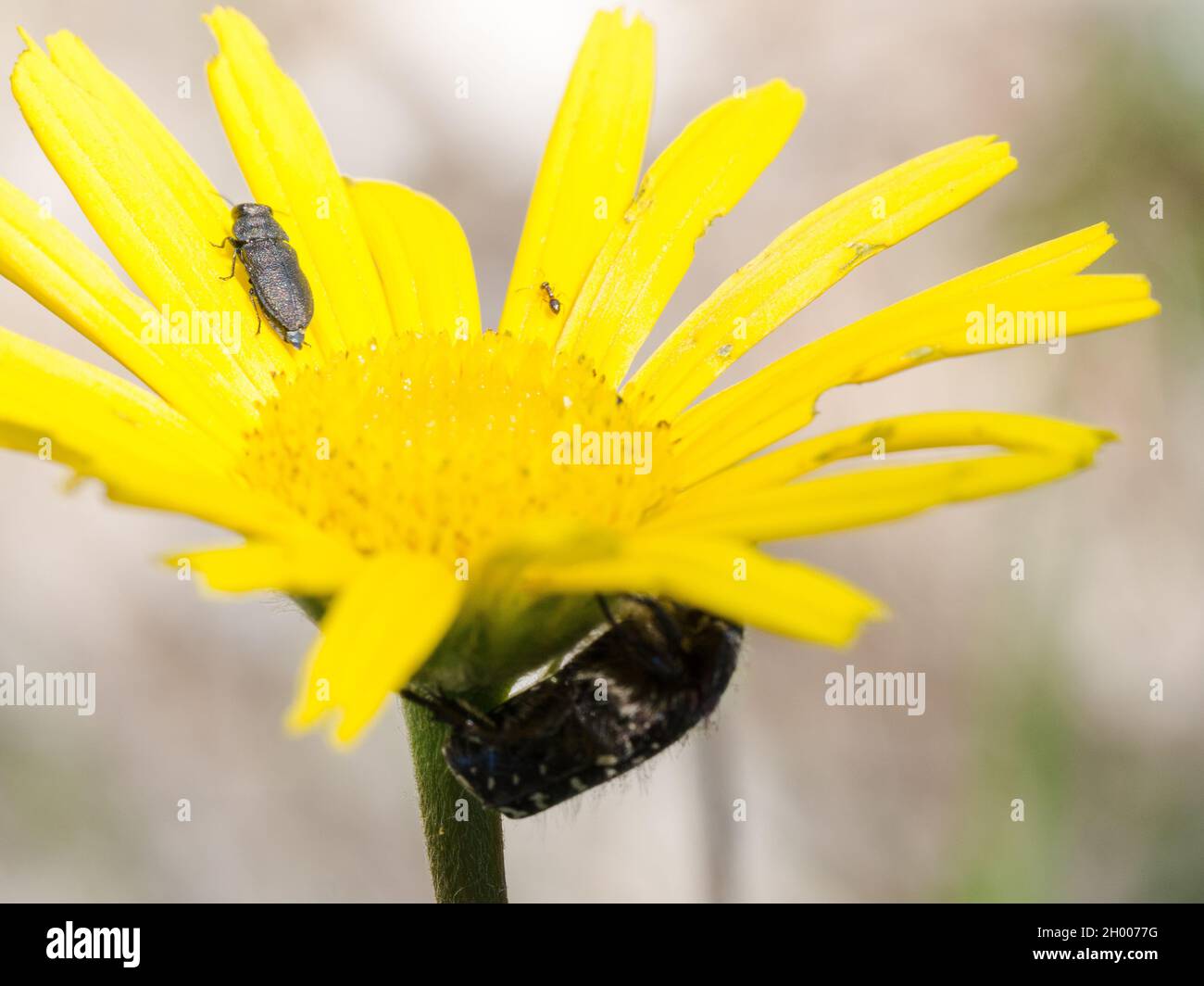 The bugs on a yellow flower Stock Photo - Alamy