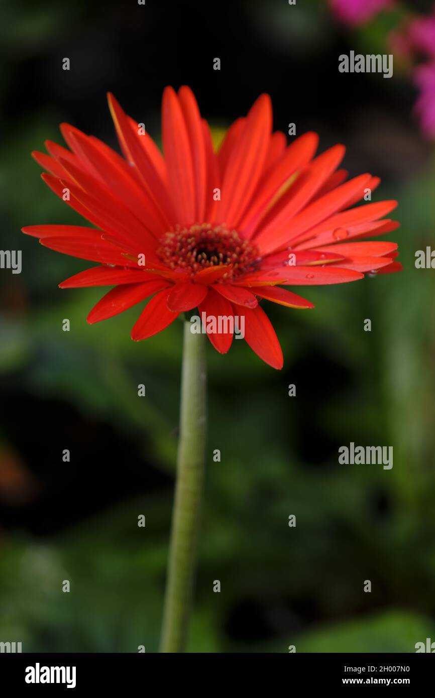 Gerbera in Red colours. Floral photography. Floral desktop background ...
