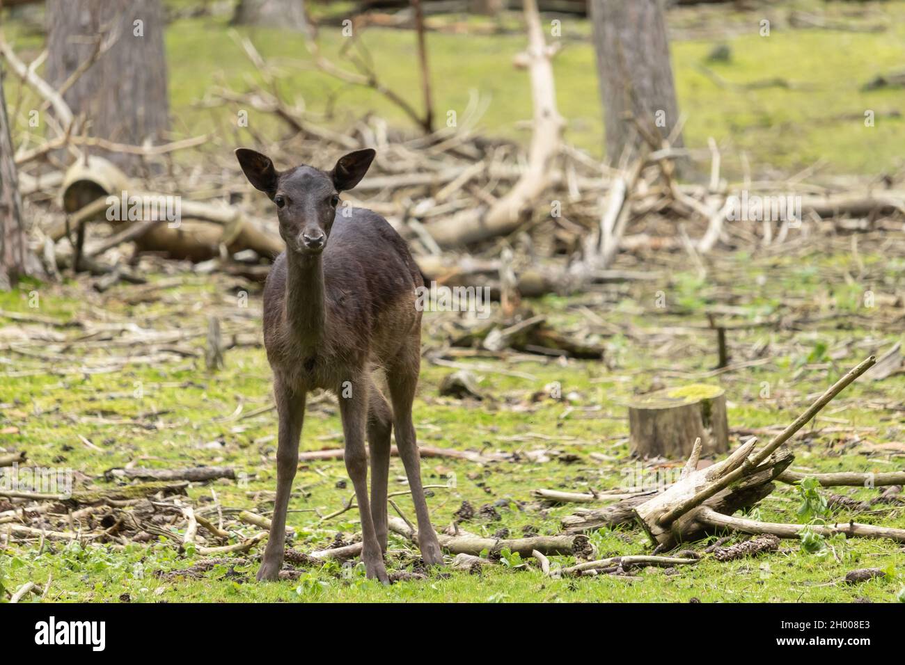 Baby deer standing alone in a forest in a Stock Photo - Alamy