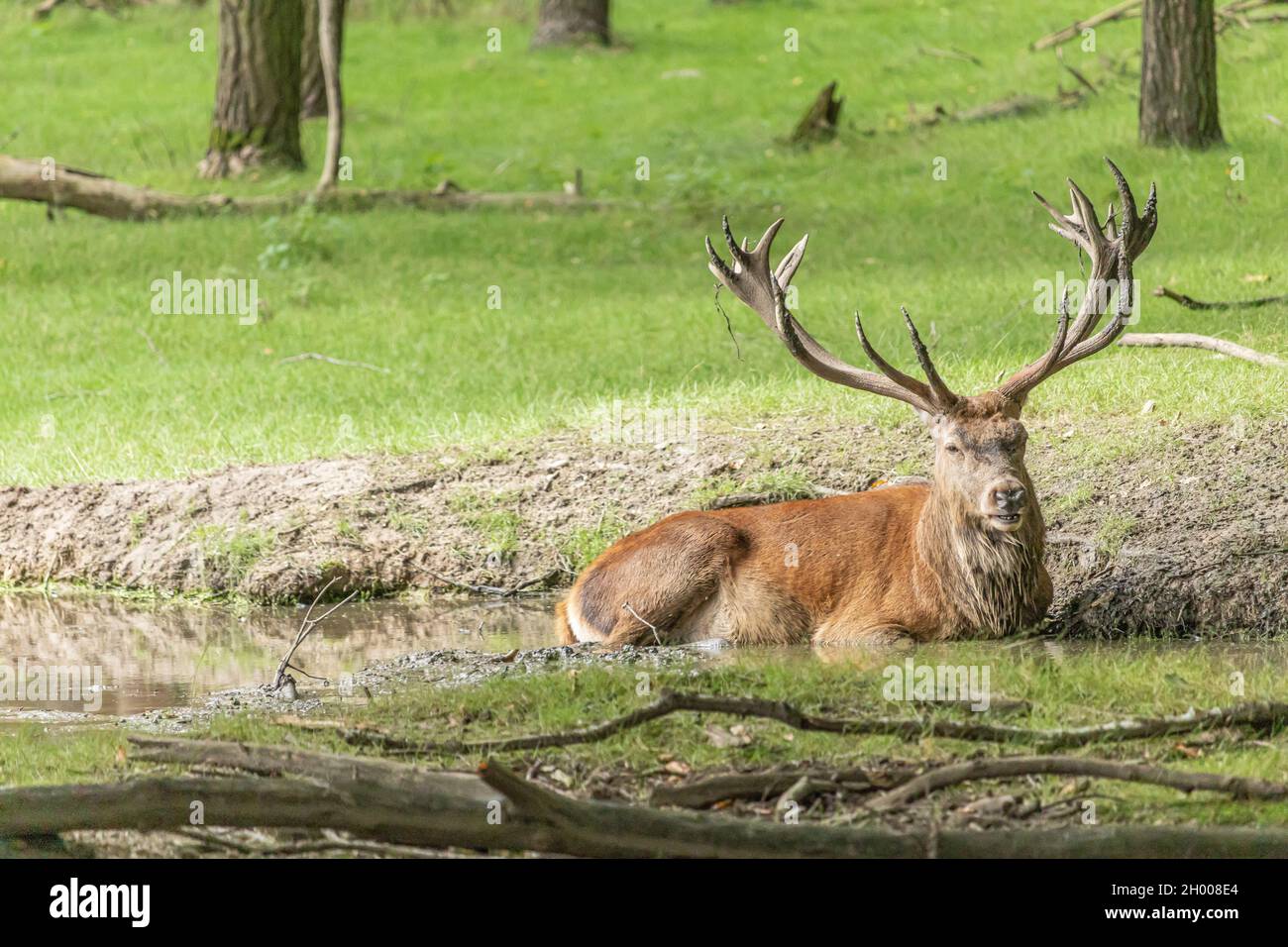 A beautiful vertical shot of a deer sitting alone in a field Stock ...