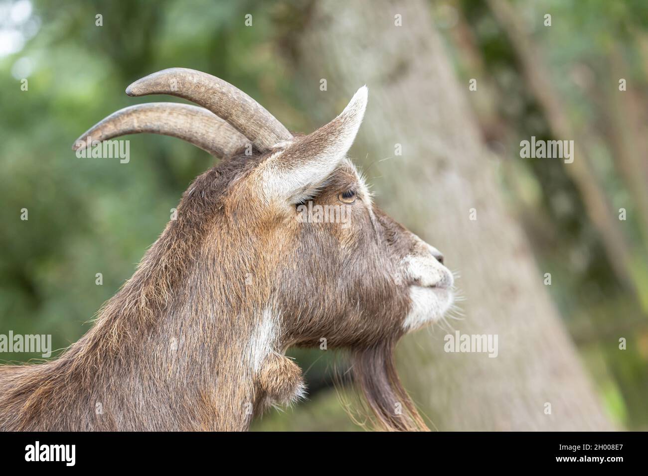A vertical side angle shot of a goat looking straight on a blurry ...