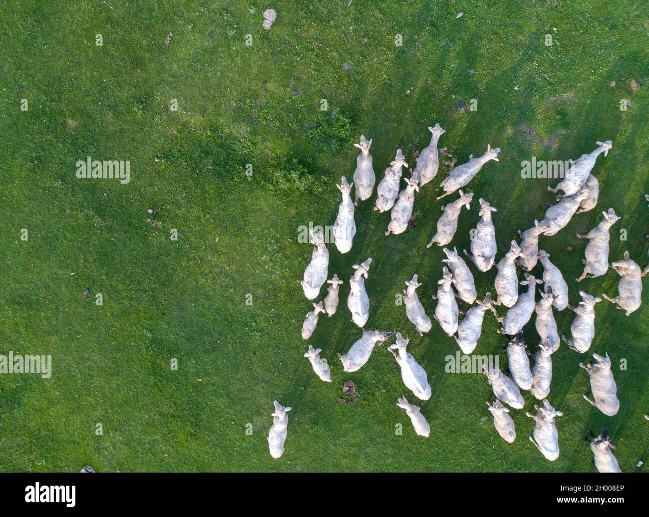 Top view of sheep flock on green grassland shoot from drone Stock Photo - Alamy