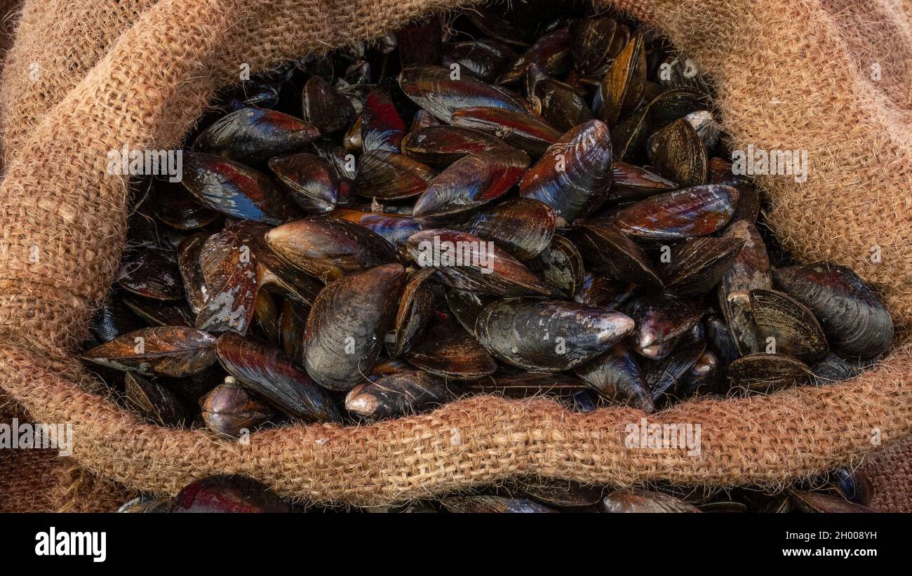Mussels (moules) at the market of Place Général de Gaulle, France Stock ...