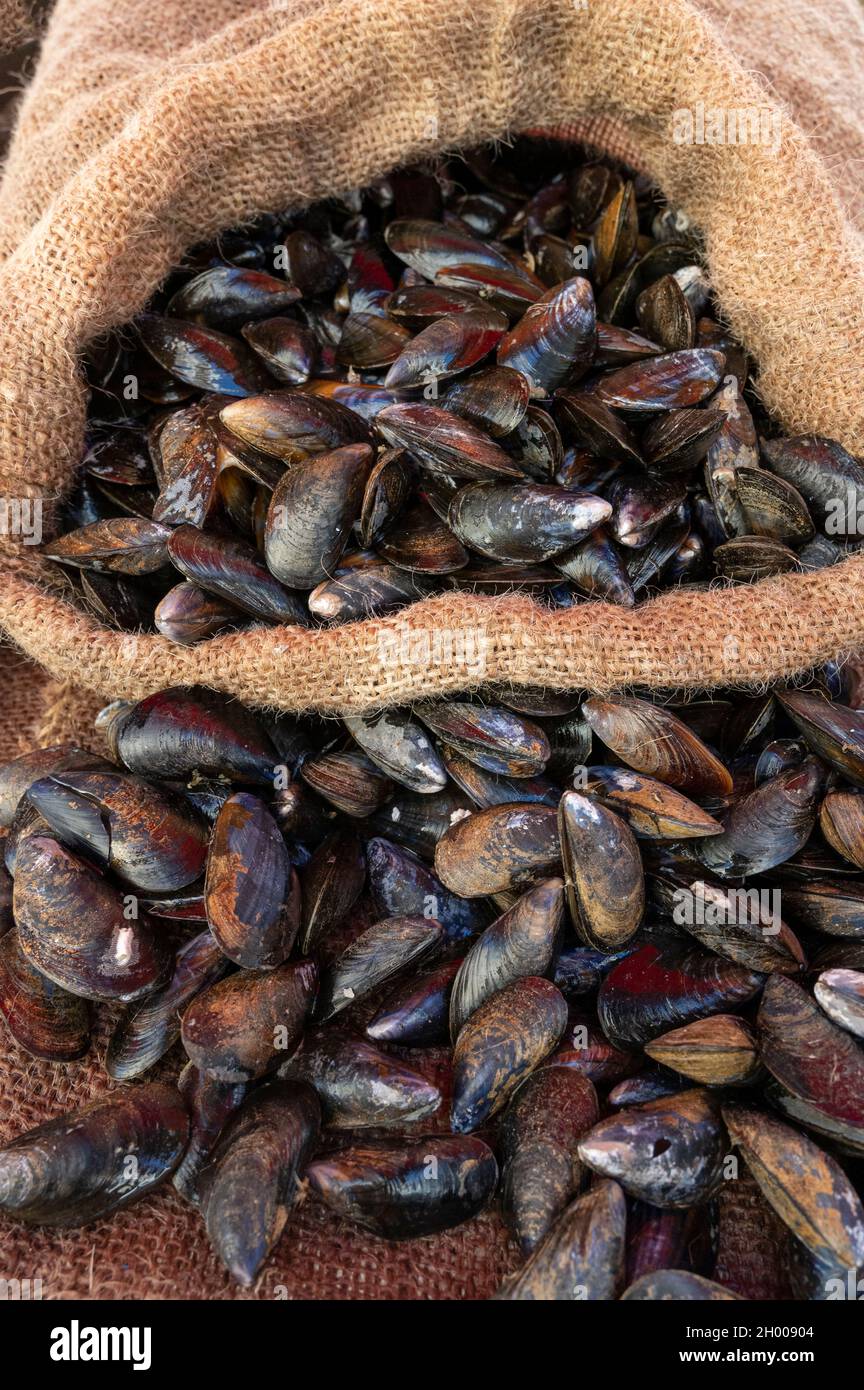 Mussels (moules) at the market of Place Général de Gaulle, France Stock ...
