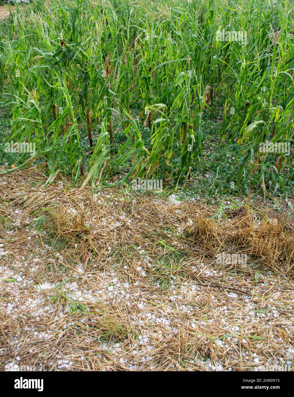 Hail storm damaging corn crops in summer time. Agricultural disaster ...
