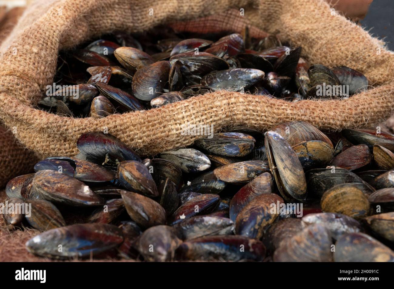 Mussels (moules) at the market of Place Général de Gaulle, France Stock ...