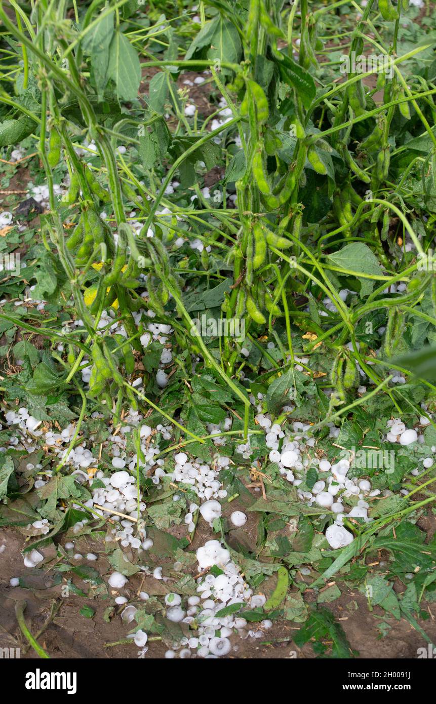 Hail storm damaging peas crops in summer time. Agricultural disaster ...