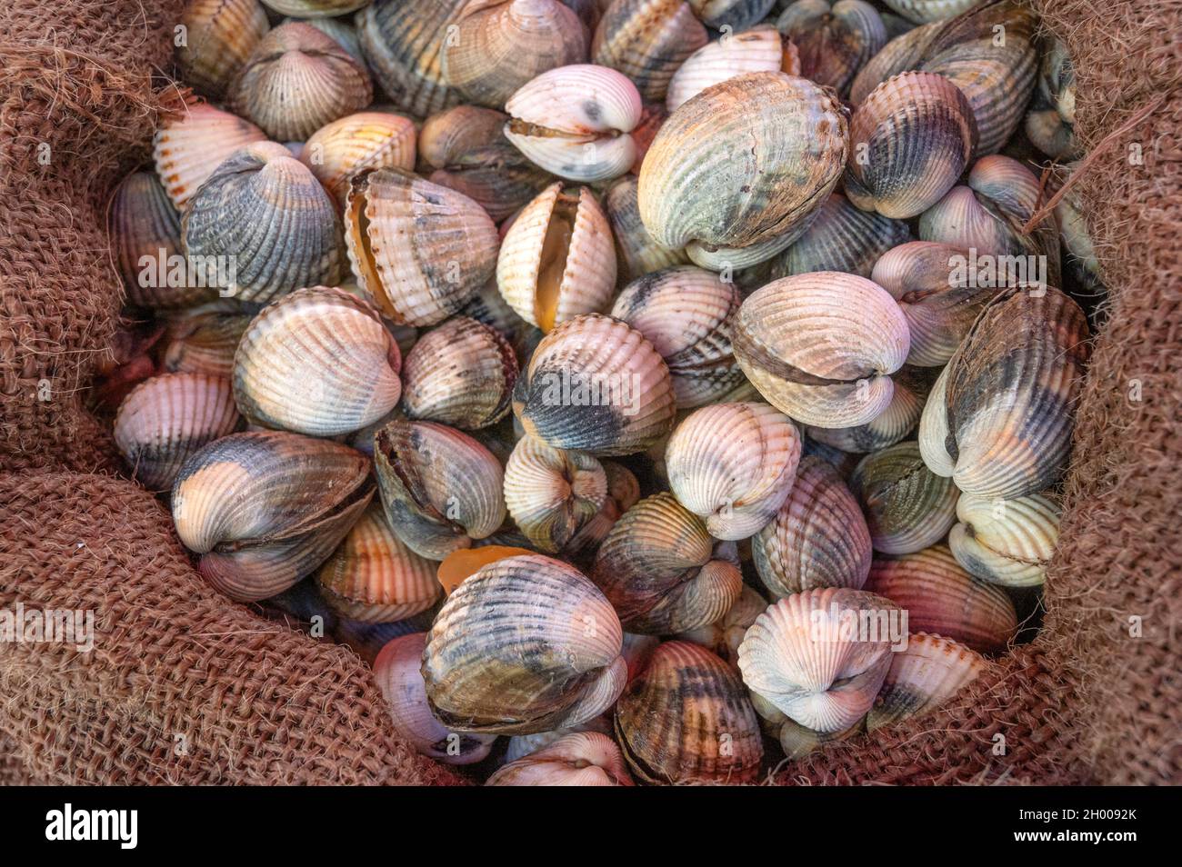 Fished line hi-res stock photography and images - Alamy