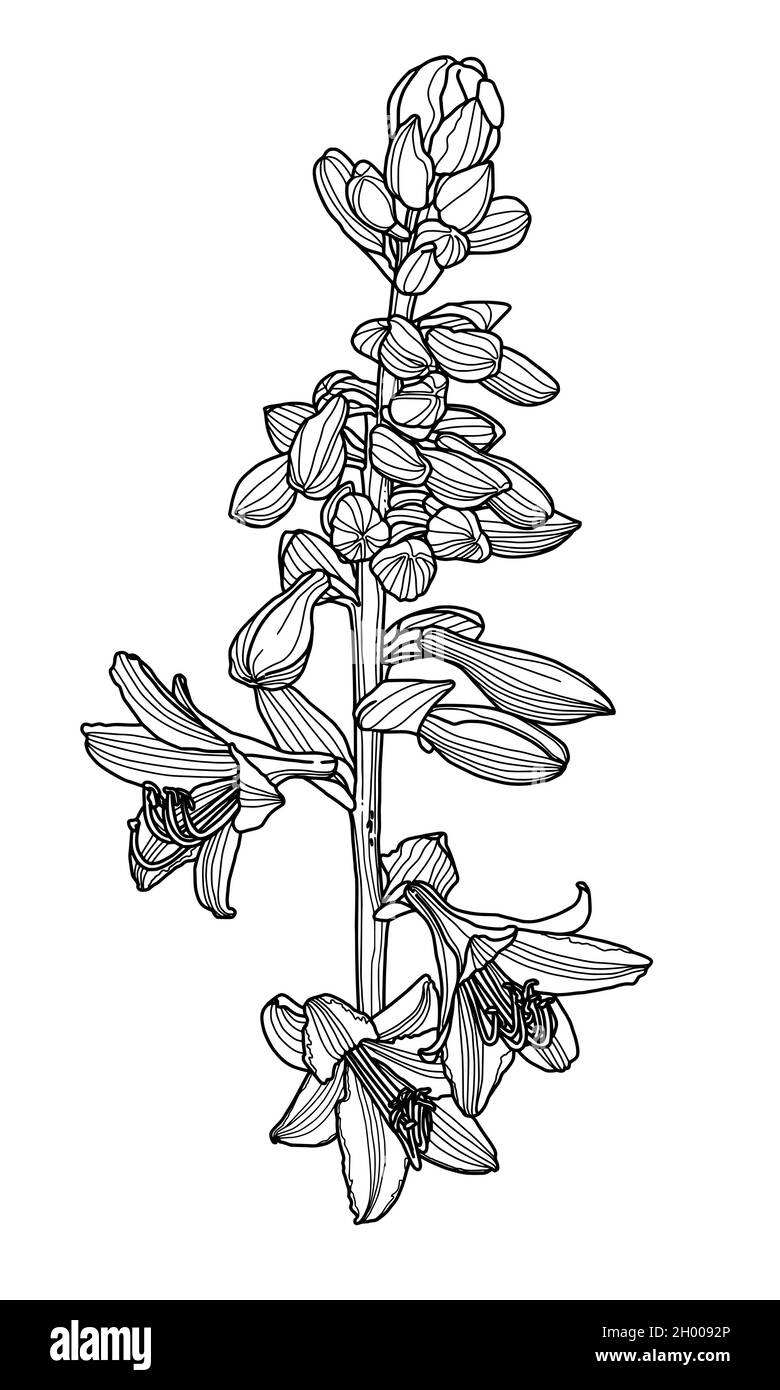Realistic linear hosta flower graphics with leaves and buds, modern ...