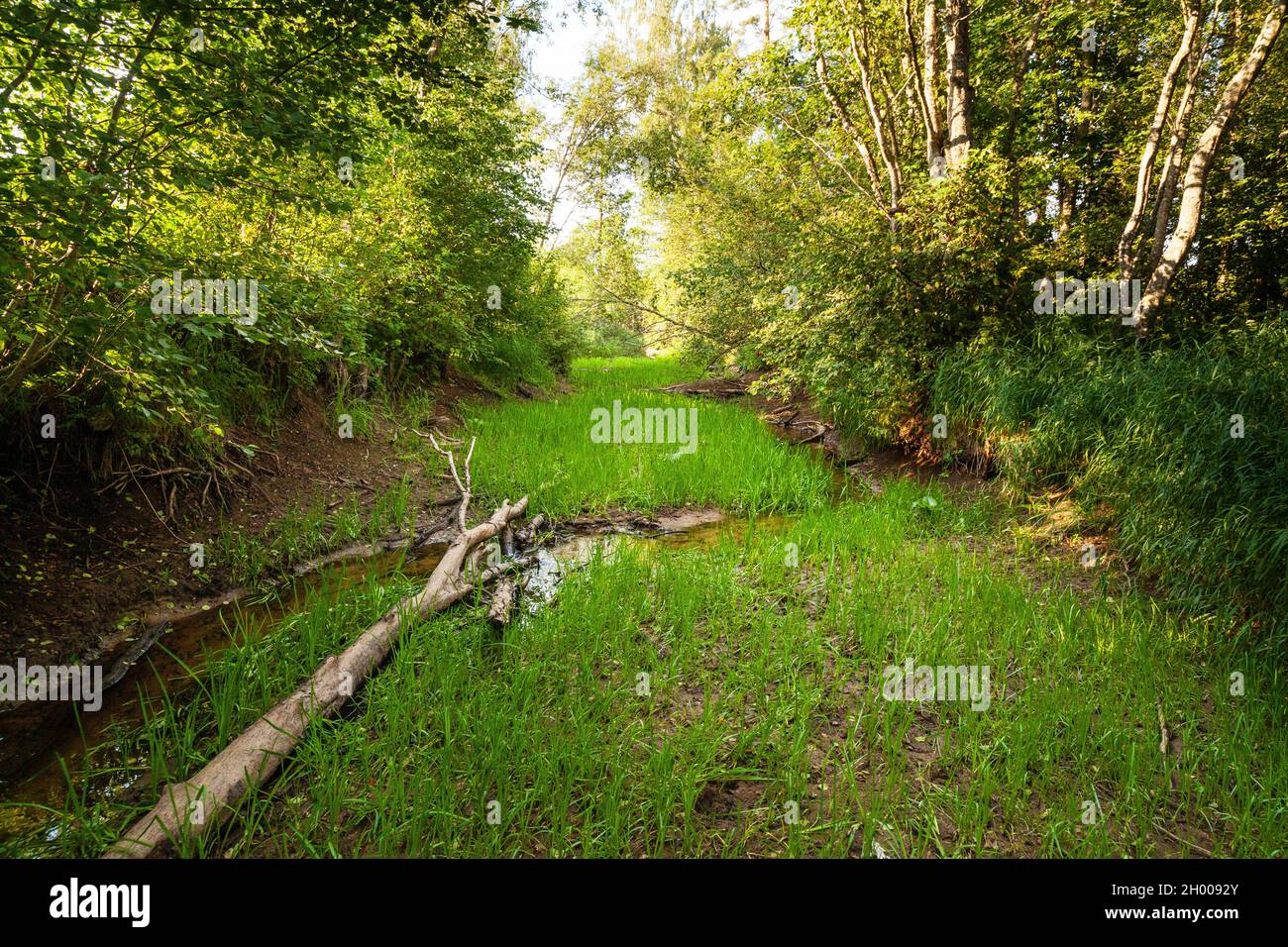 A small river that has dried up and covered with plants after a long ...