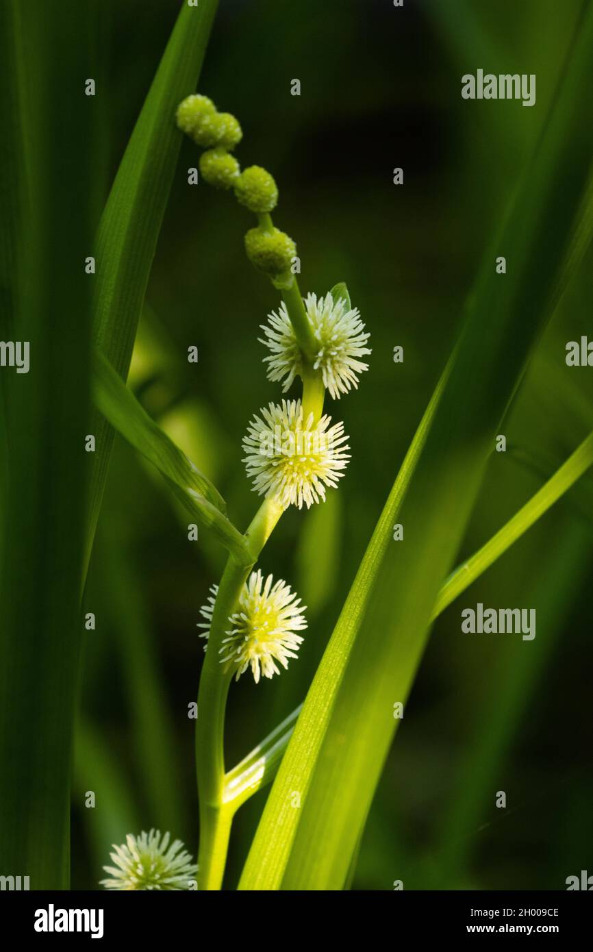 Blooming European bur-reed, Sparganium emersum growing in a lush ...