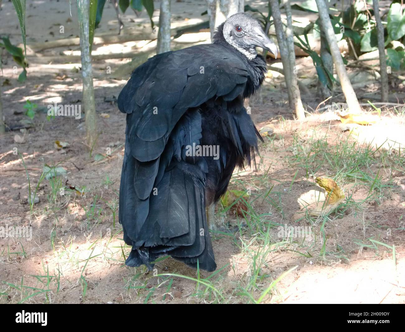 Parque Chico Mendes (Recreio dos Bandeirantes, Rio de Janeiro ...