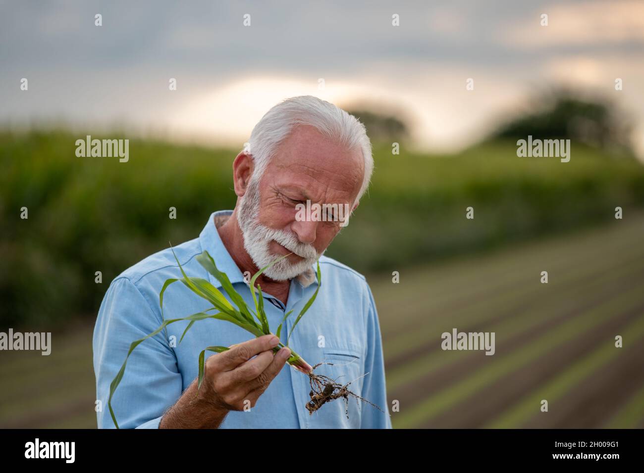 Peasant looking hi-res stock photography and images - Alamy