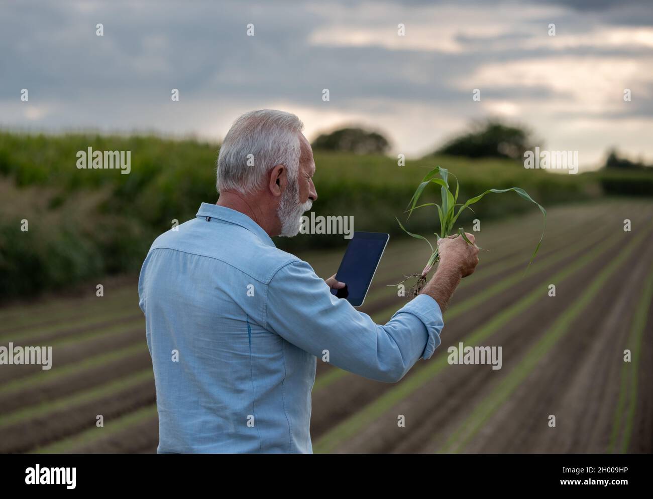 Senior peasant holding tablet and looking at corn plant with root in ...
