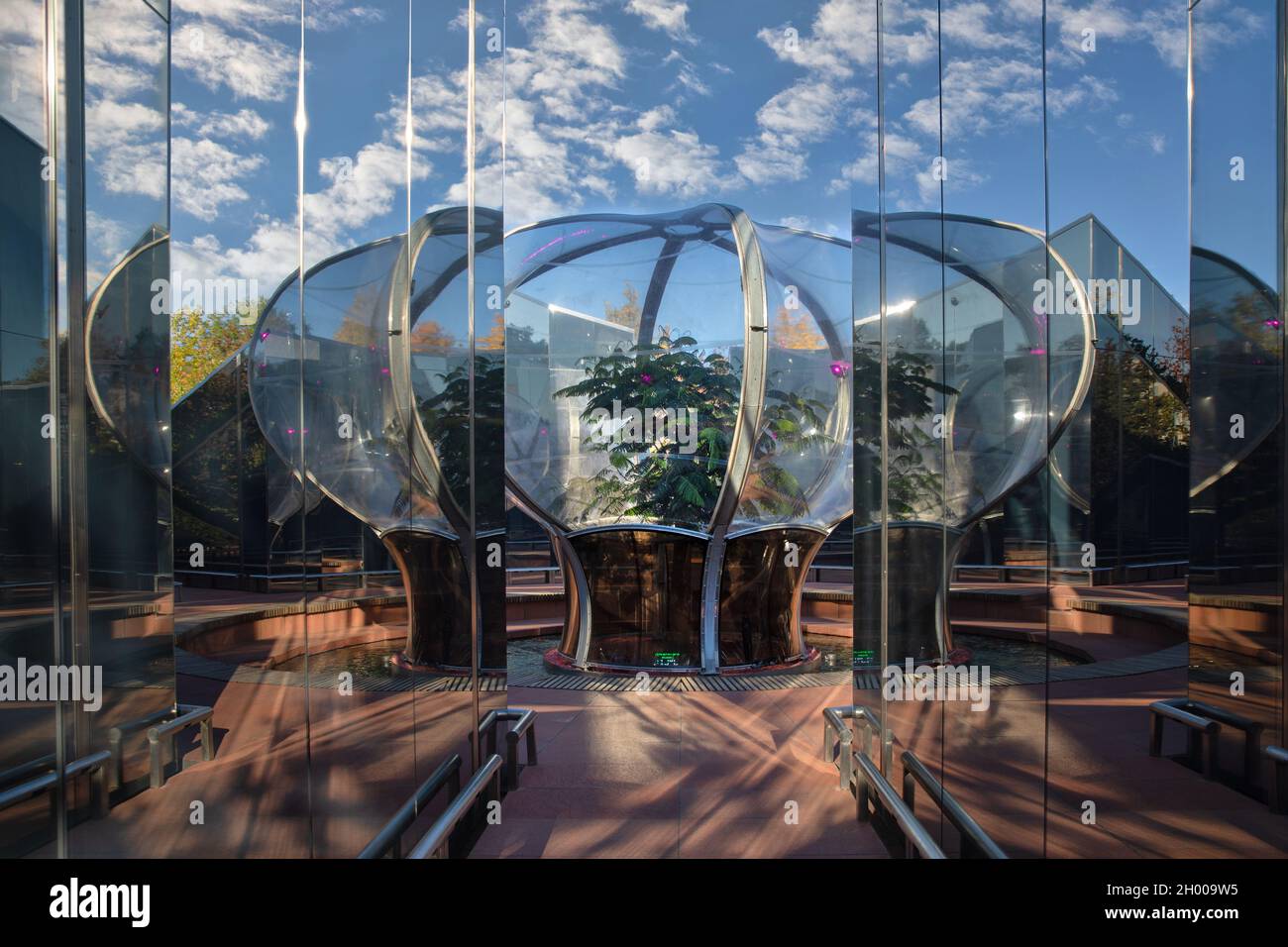 Delonix tree in a park Galitskogo. Krasnodar. Russia Stock Photo - Alamy