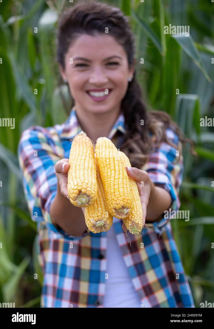 Pretty young farmer girl holding corn cobs in palms and showing to ...