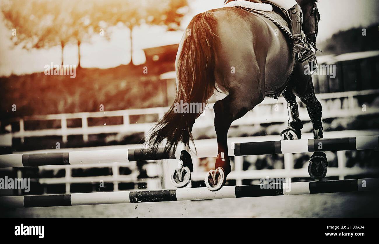 A rear view of a strong, fast, shod racehorse with a rider in the ...