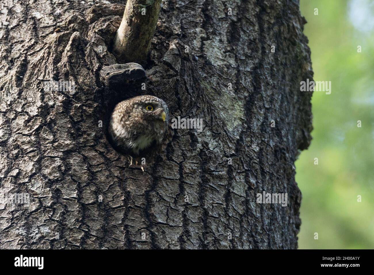 Small Eurasian pygmy owl, Glaucidium passerinum at the door of its nest ...