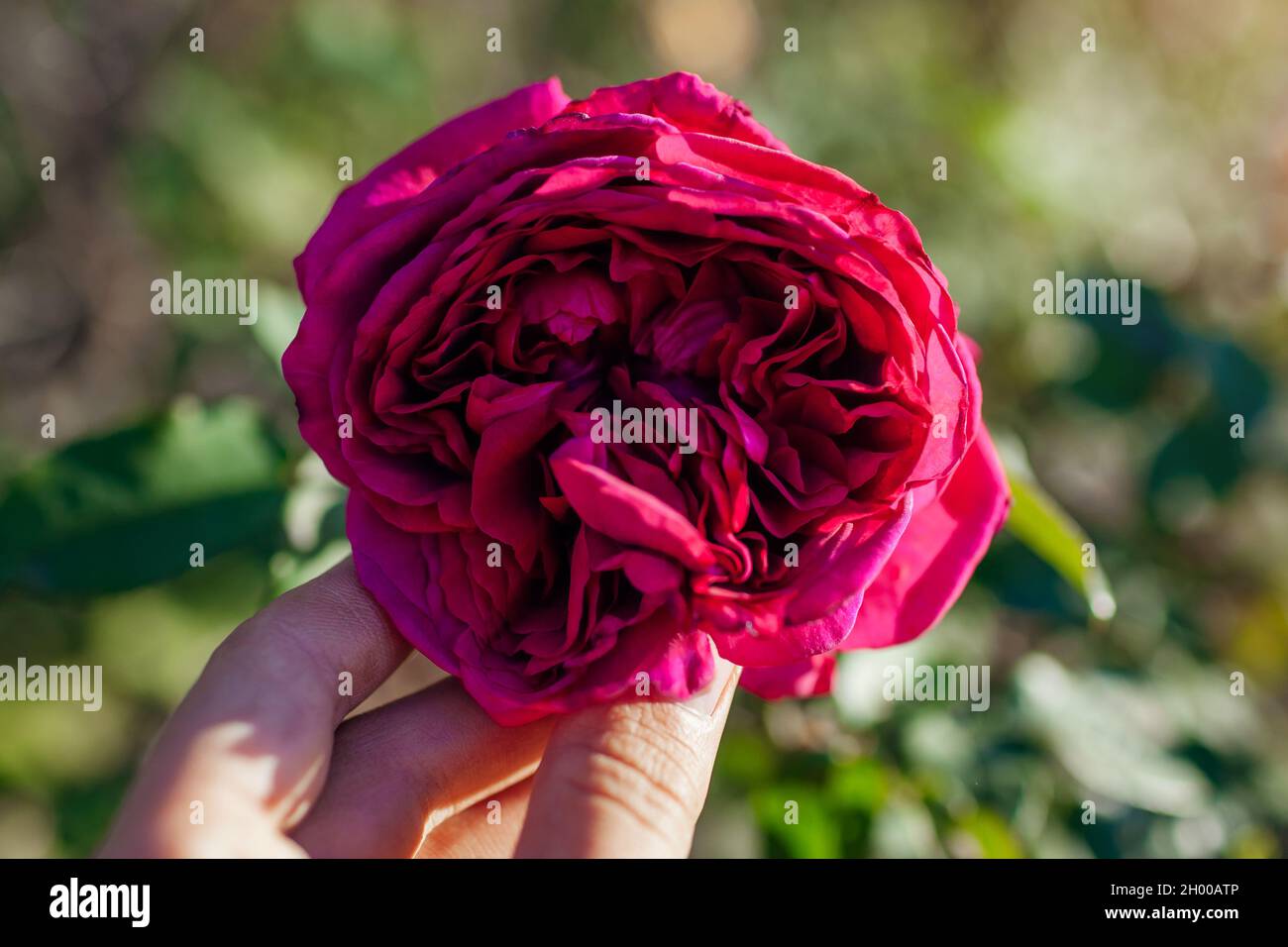Magenta pink rose William Shakespeare blooming in summer garden ...