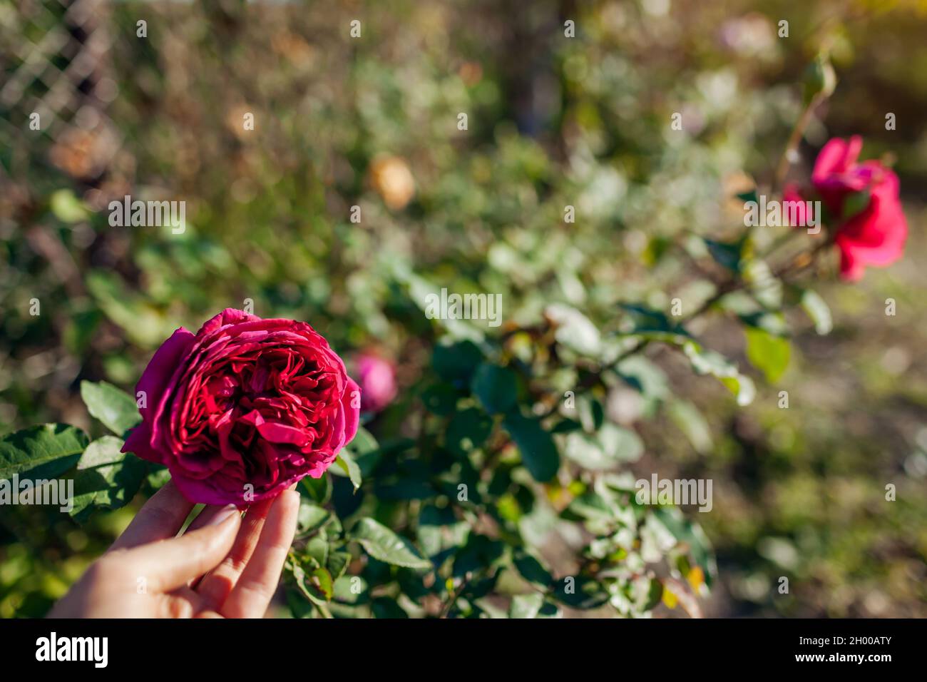 Magenta pink rose William Shakespeare blooming in summer garden ...