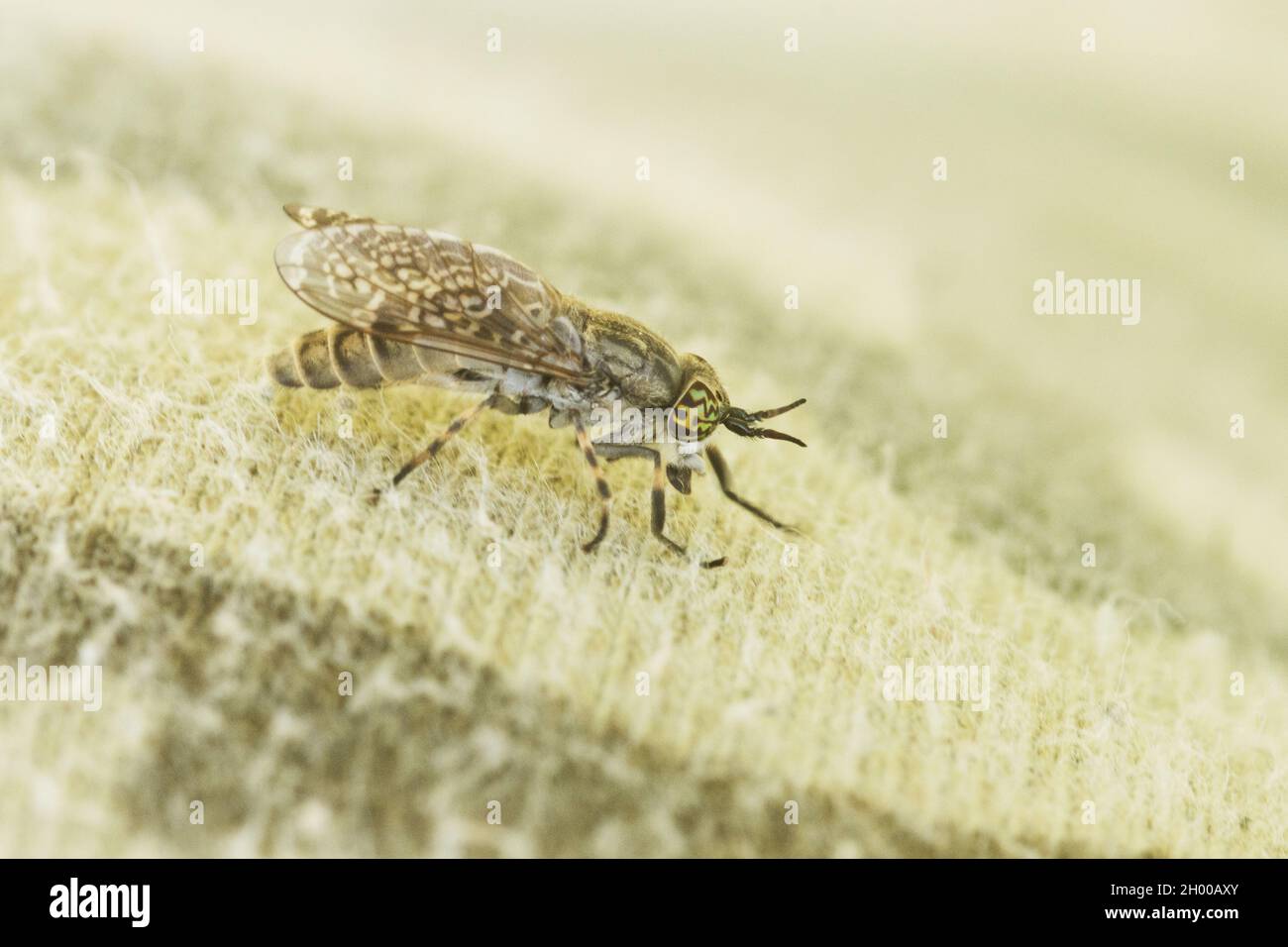 Common horse fly, Haematopota pluvialis on a fabric, trying to suck ...