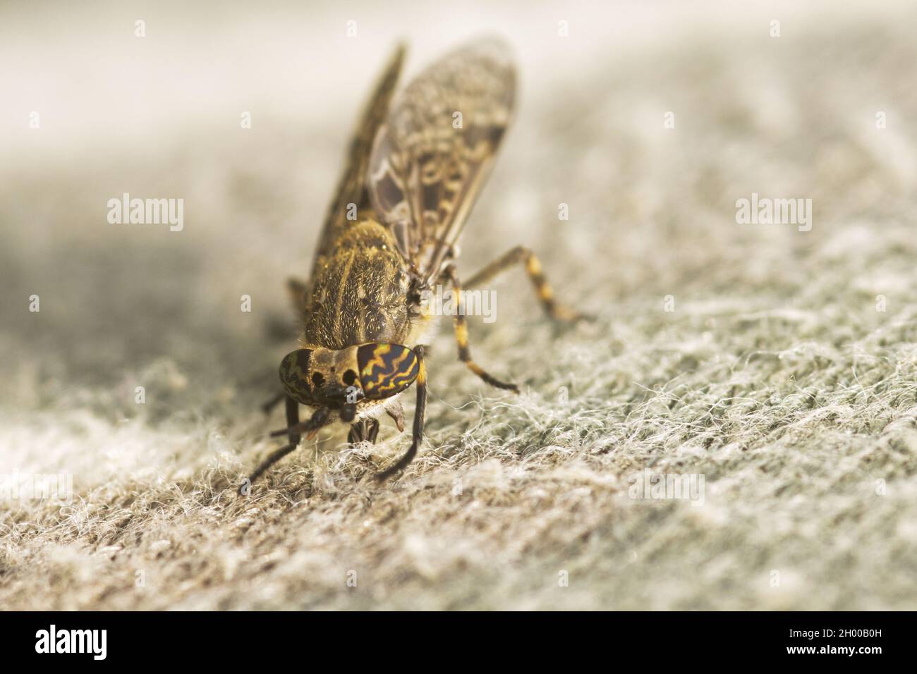 Common horse fly, Haematopota pluvialis on a fabric, trying to suck ...